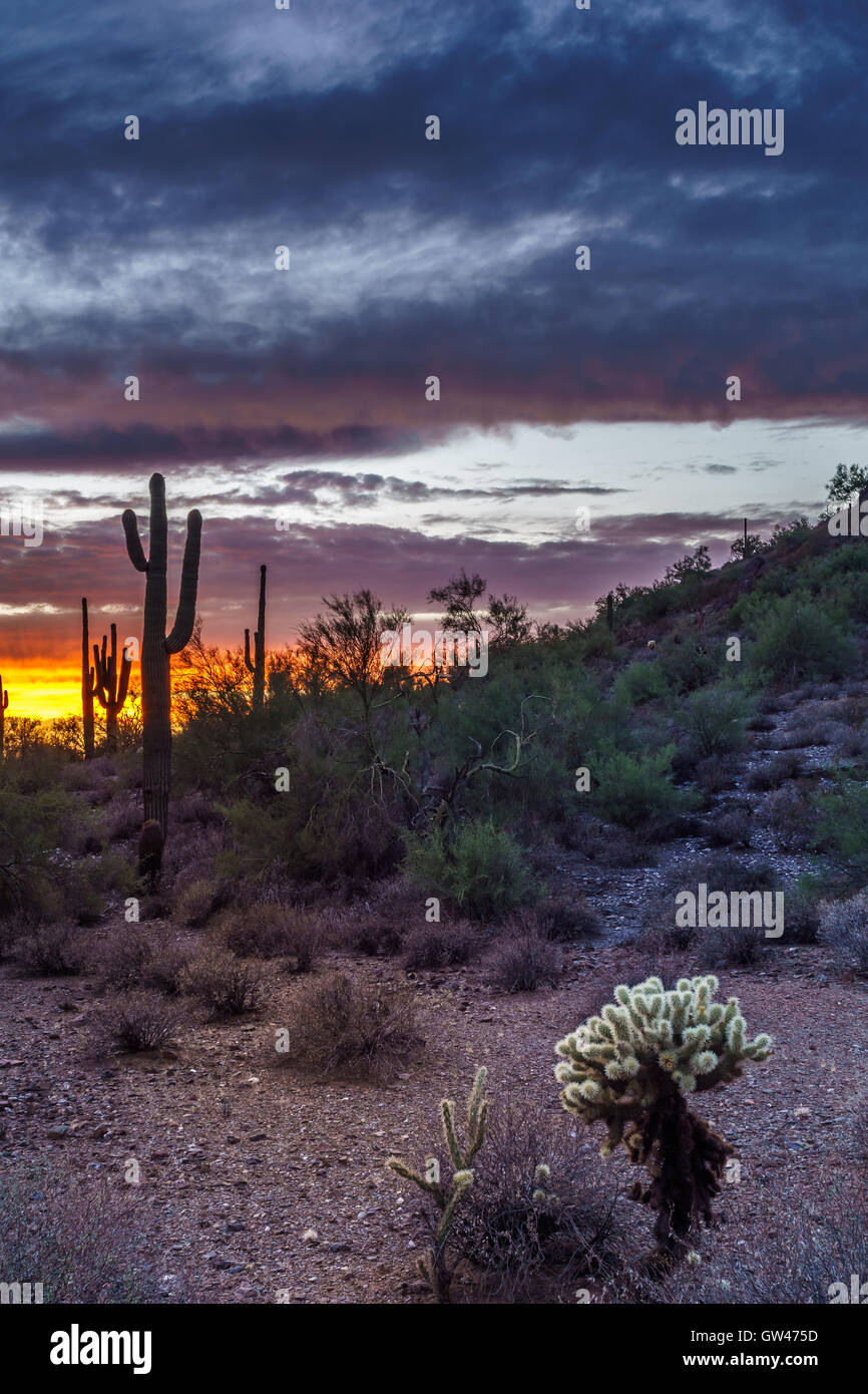 Phoenix Arizona Night Scene after Sunset Stock Photo - Alamy