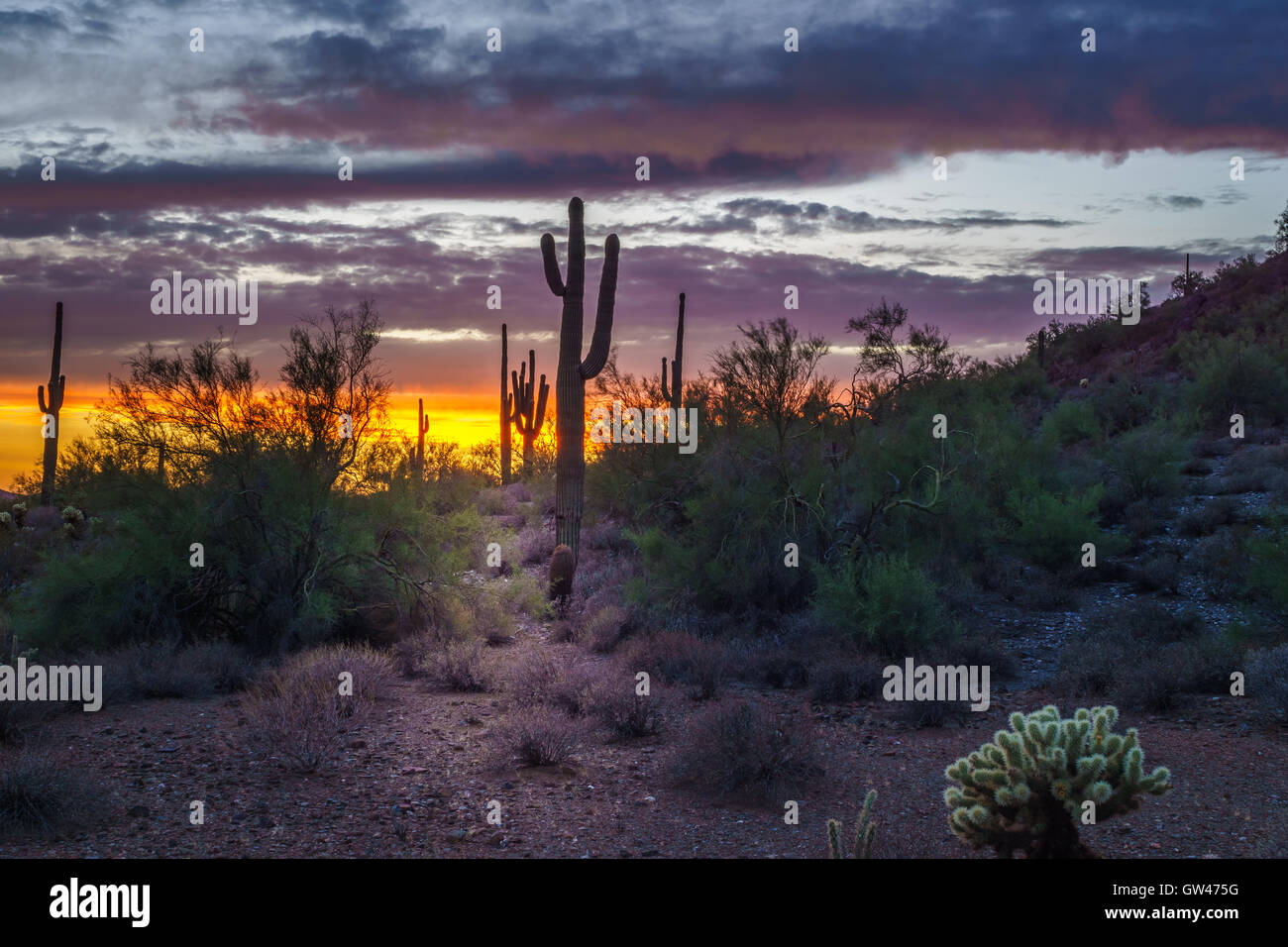 Phoenix at night hi-res stock photography and images - Alamy