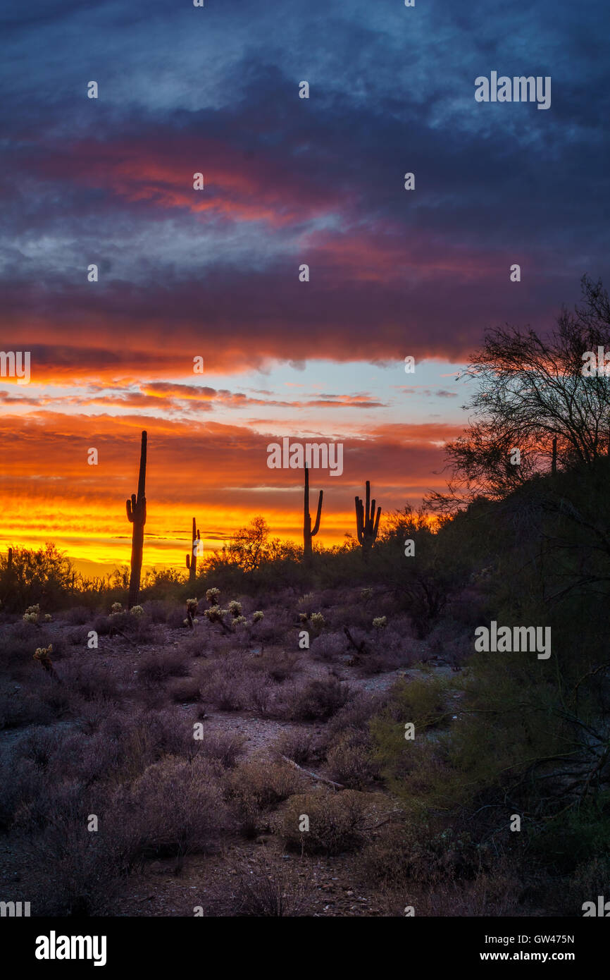Phoenix at night hi-res stock photography and images - Alamy