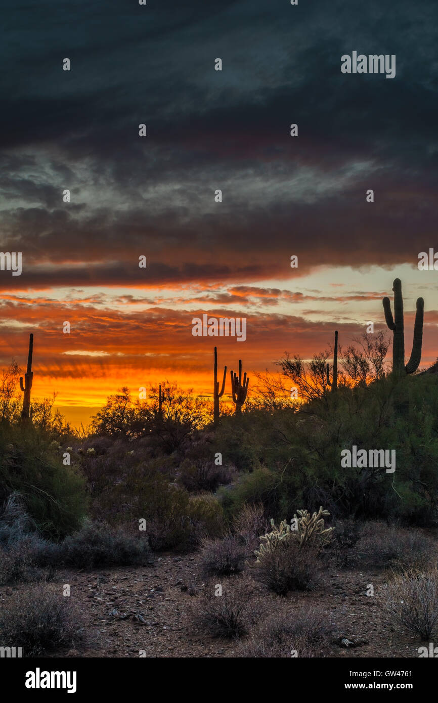 Phoenix Arizona Night Scene after Sunset Stock Photo - Alamy