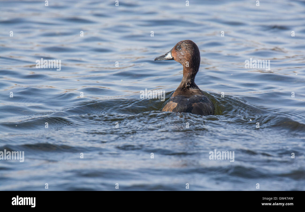 Ducks in the wilderness of egypt Stock Photo - Alamy
