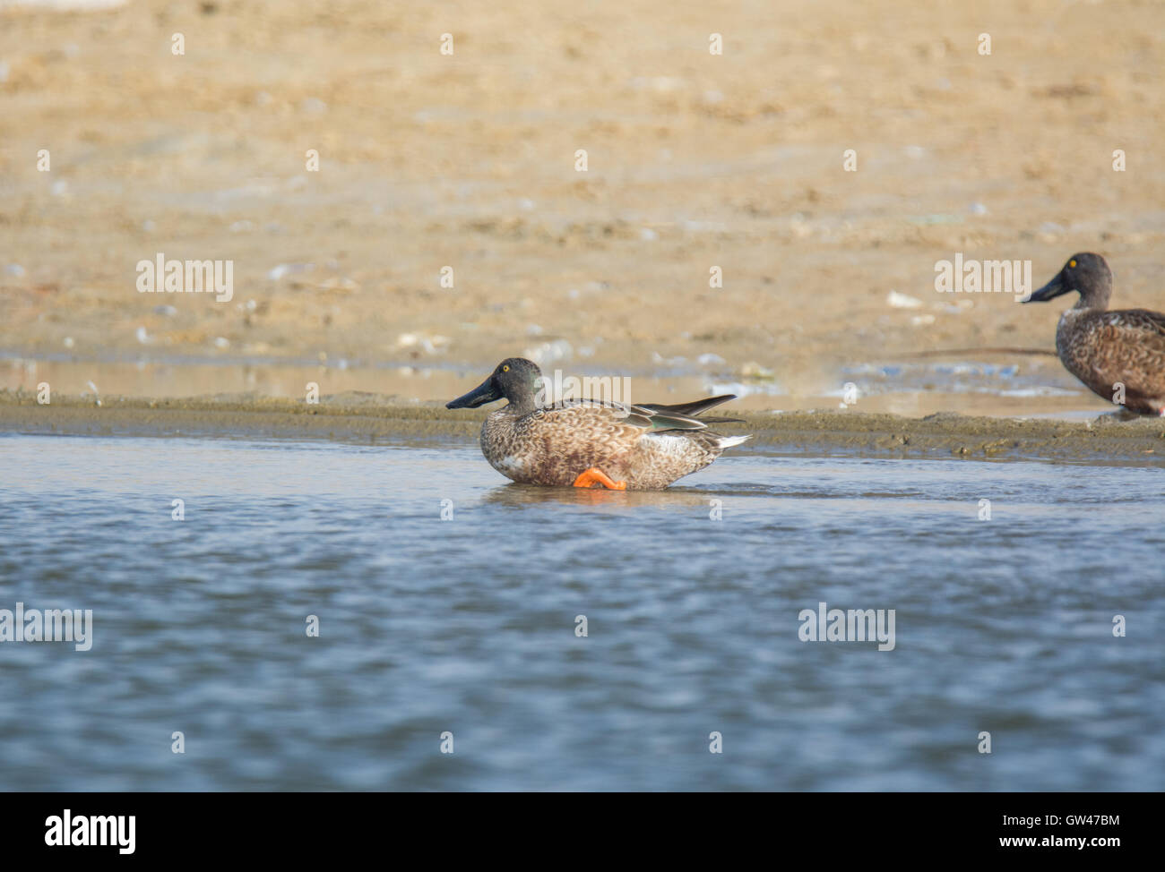 Ducks in the wilderness of egypt Stock Photo - Alamy