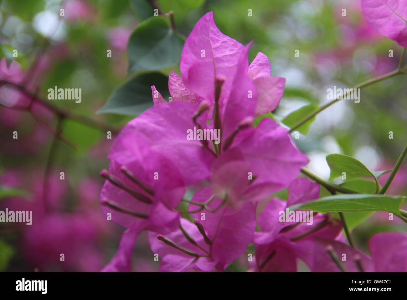 Pink Cambodian flower Stock Photo - Alamy