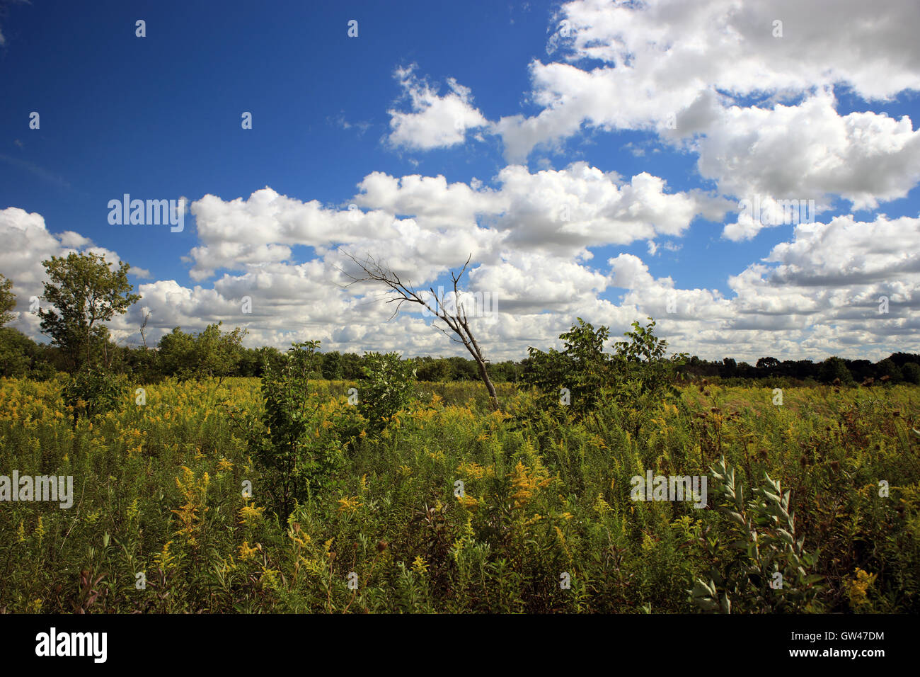 Prairie blue forest hi-res stock photography and images - Alamy