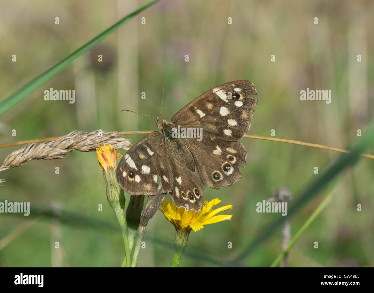 Very old butterfly hi-res stock photography and images - Alamy
