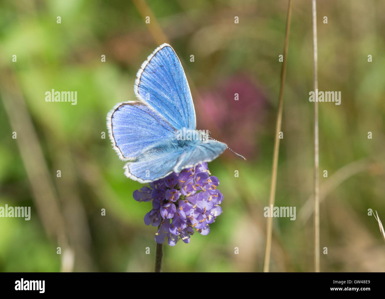 Male adonis blue butterfly (Polyommatus bellargus) on wildflowers at ...