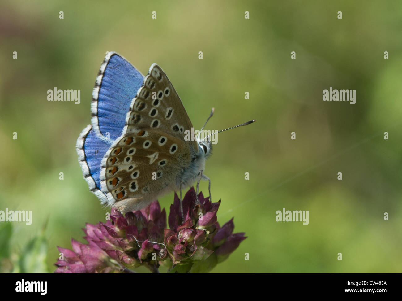 Adonis blue butterfly hi-res stock photography and images - Alamy