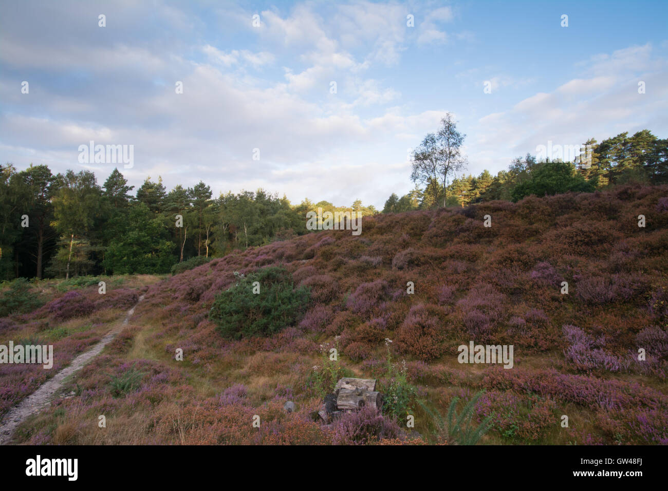Heather hillside hi-res stock photography and images - Alamy
