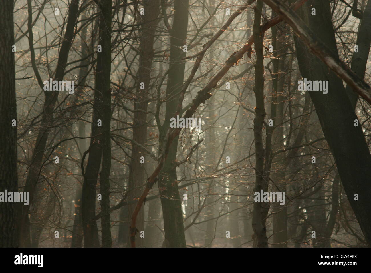 Murky woodland hi-res stock photography and images - Alamy