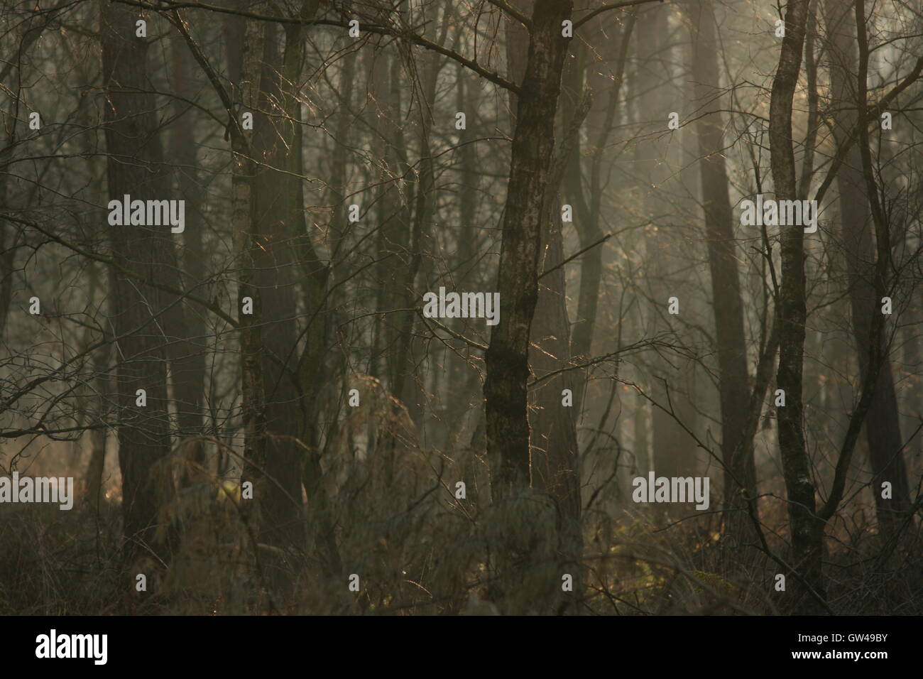 Murky and foreboding Belgian forest, oak and birch entangle, exposed to ...