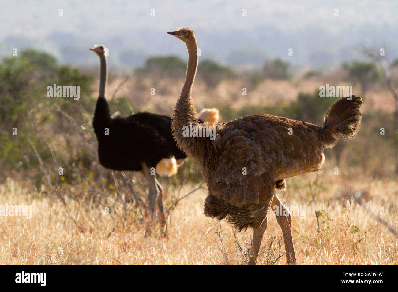 Ostrichs standing on the African savana Stock Photo - Alamy