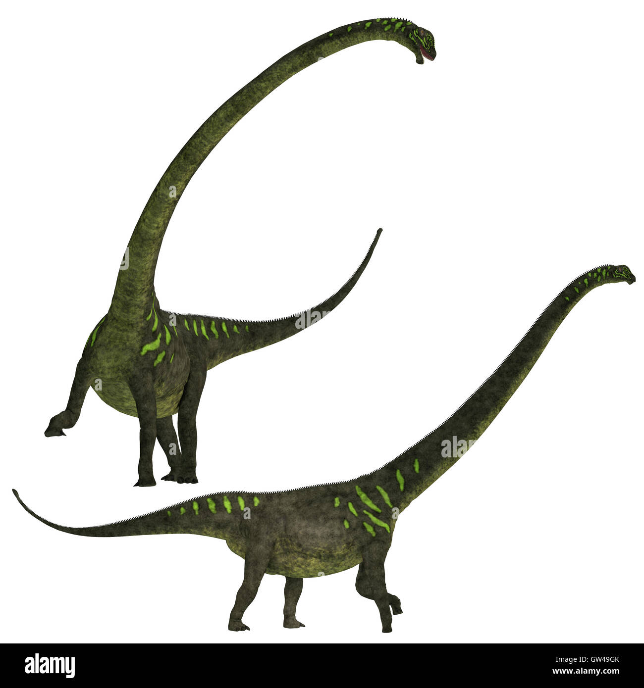 Mamenchisaurus High Resolution Stock Photography and Images - Alamy