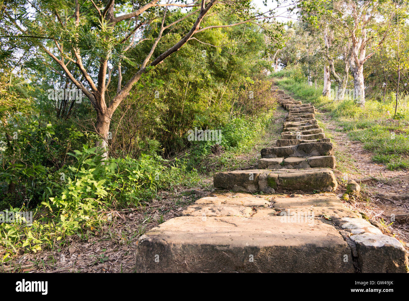 Forest pathway with stairs Stock Photo - Alamy