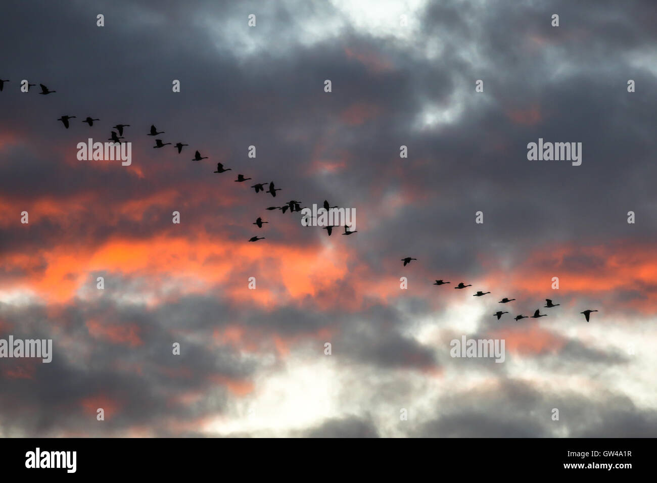 Canada geese sunset sky hi-res stock photography and images - Alamy