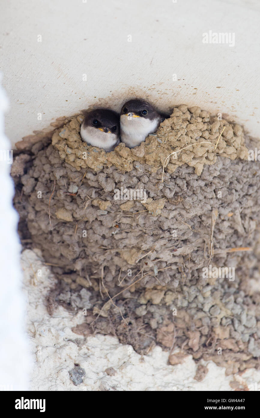 Housemartins hi-res stock photography and images - Alamy