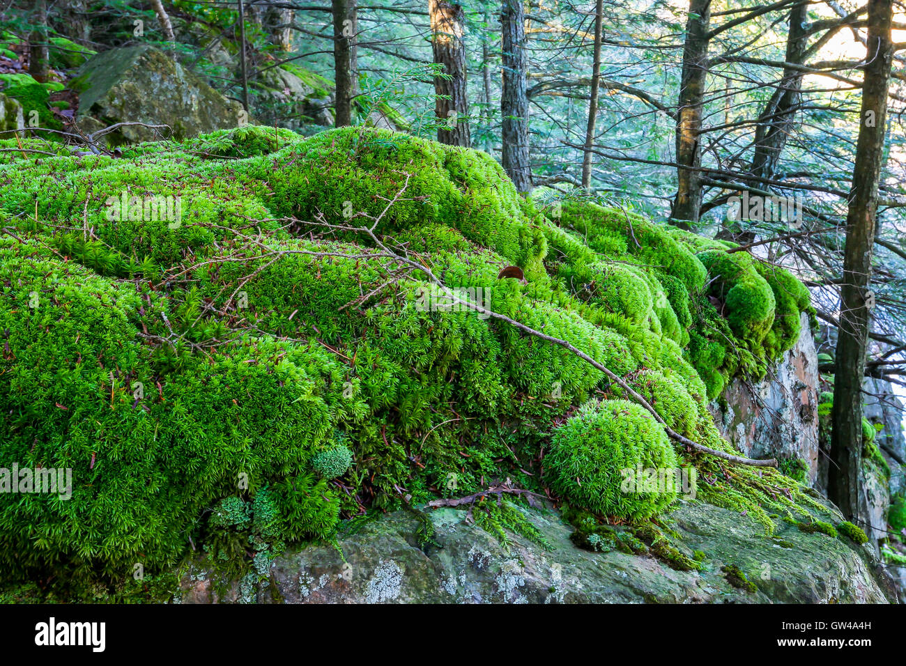 Moss rocks trees hi-res stock photography and images - Alamy