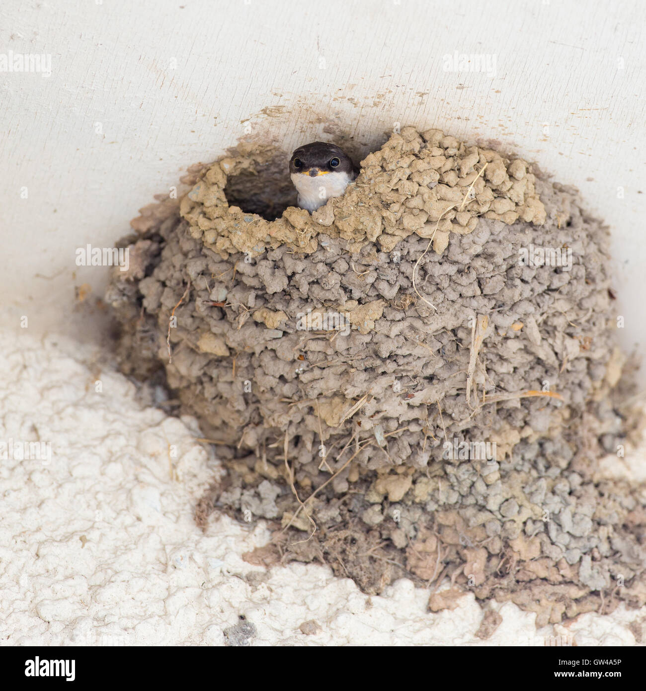 Housemartin bird hi-res stock photography and images - Alamy