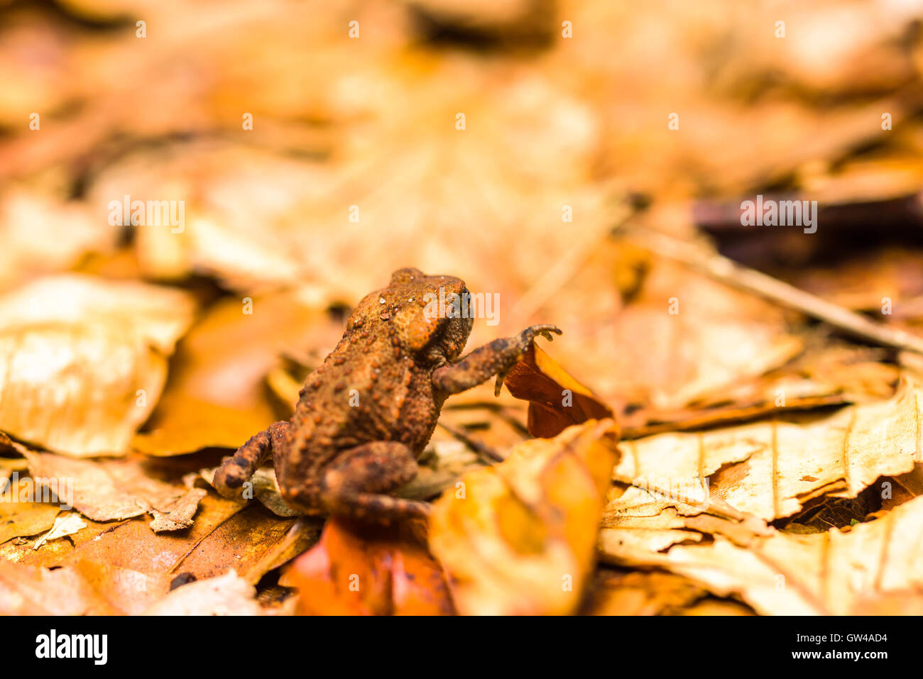 Young common toad (Bufo bufo), aka European toad, on the forest floor ...