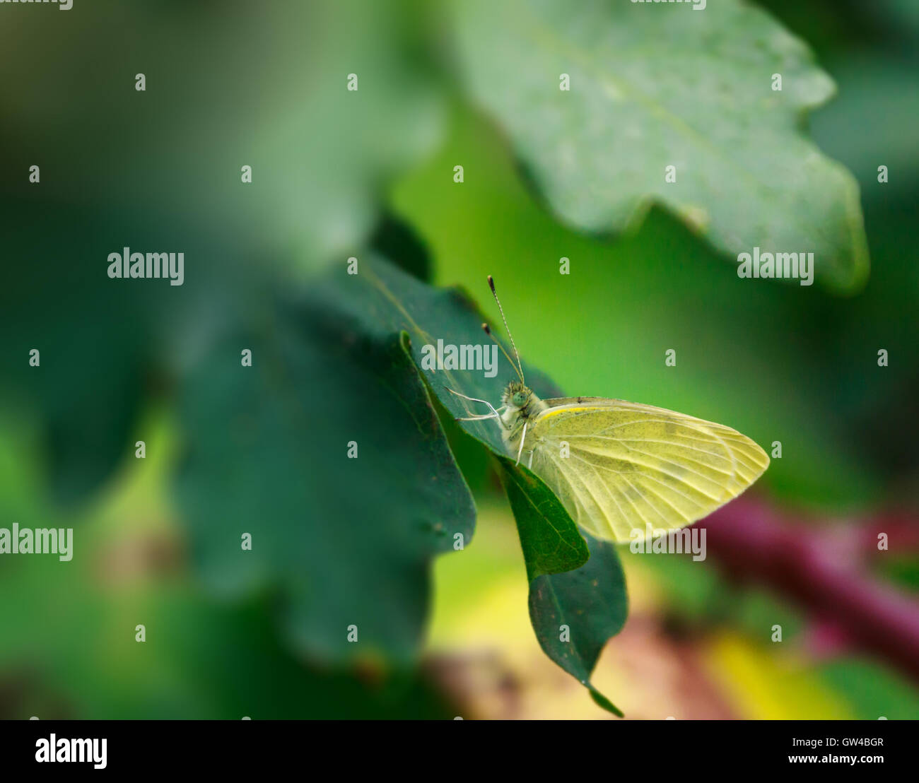 Butterfly foraging nectar proboscis hi-res stock photography and images ...