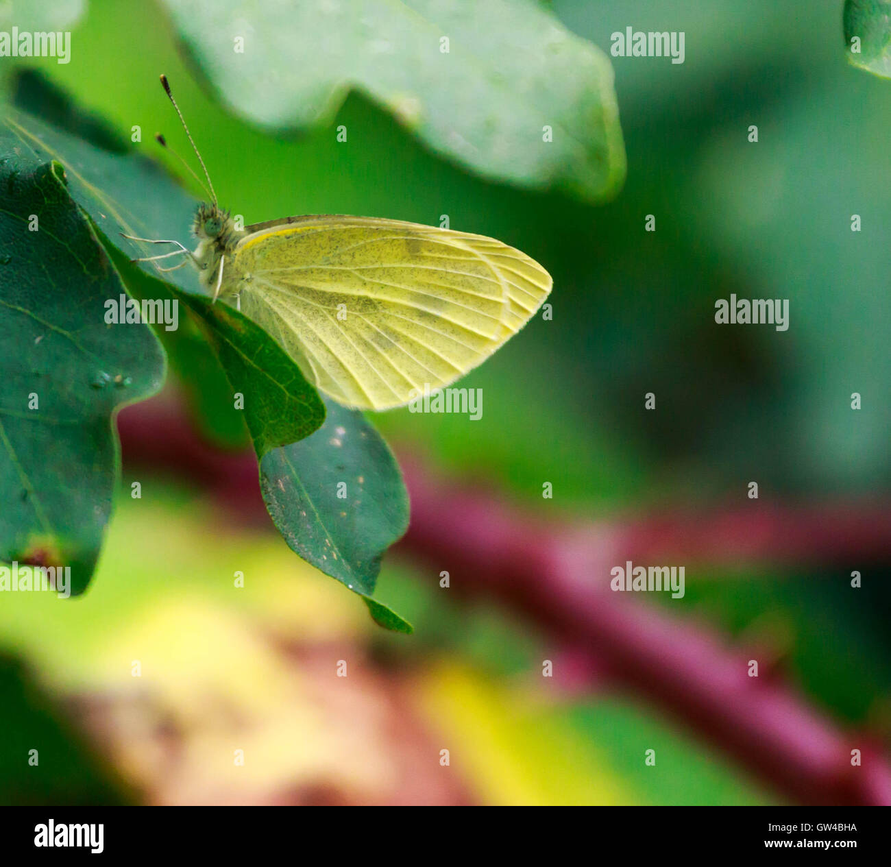 Cabbage white butterfly Resting Stock Photo - Alamy