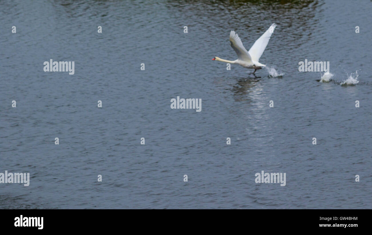 Pair of trumpeter swans in flight hi-res stock photography and images ...