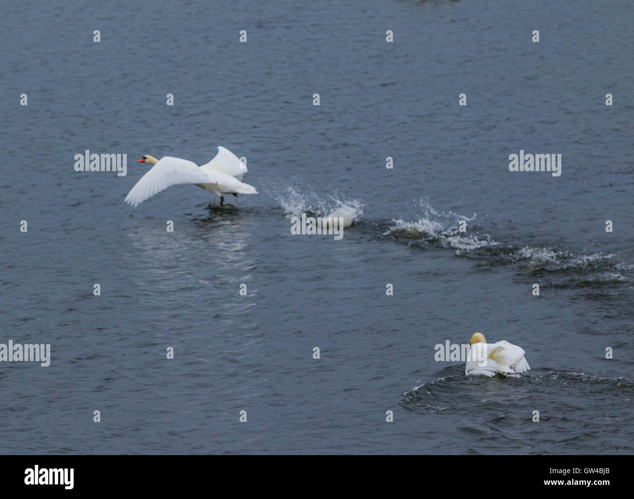 A pair of Swan in fight and than Landing on a Lake Stock Photo - Alamy