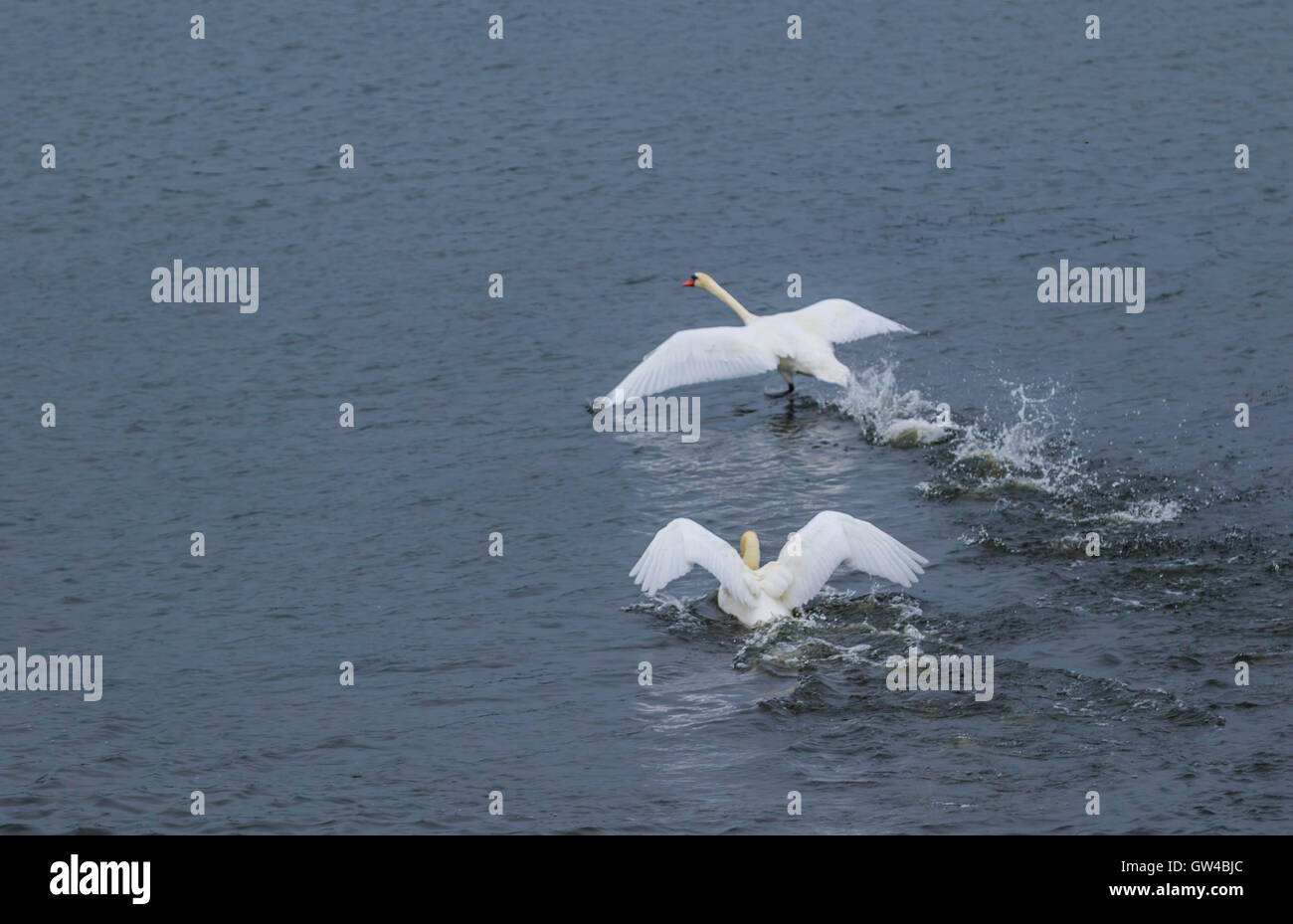 A pair of Swan in fight and than Landing on a Lake Stock Photo - Alamy
