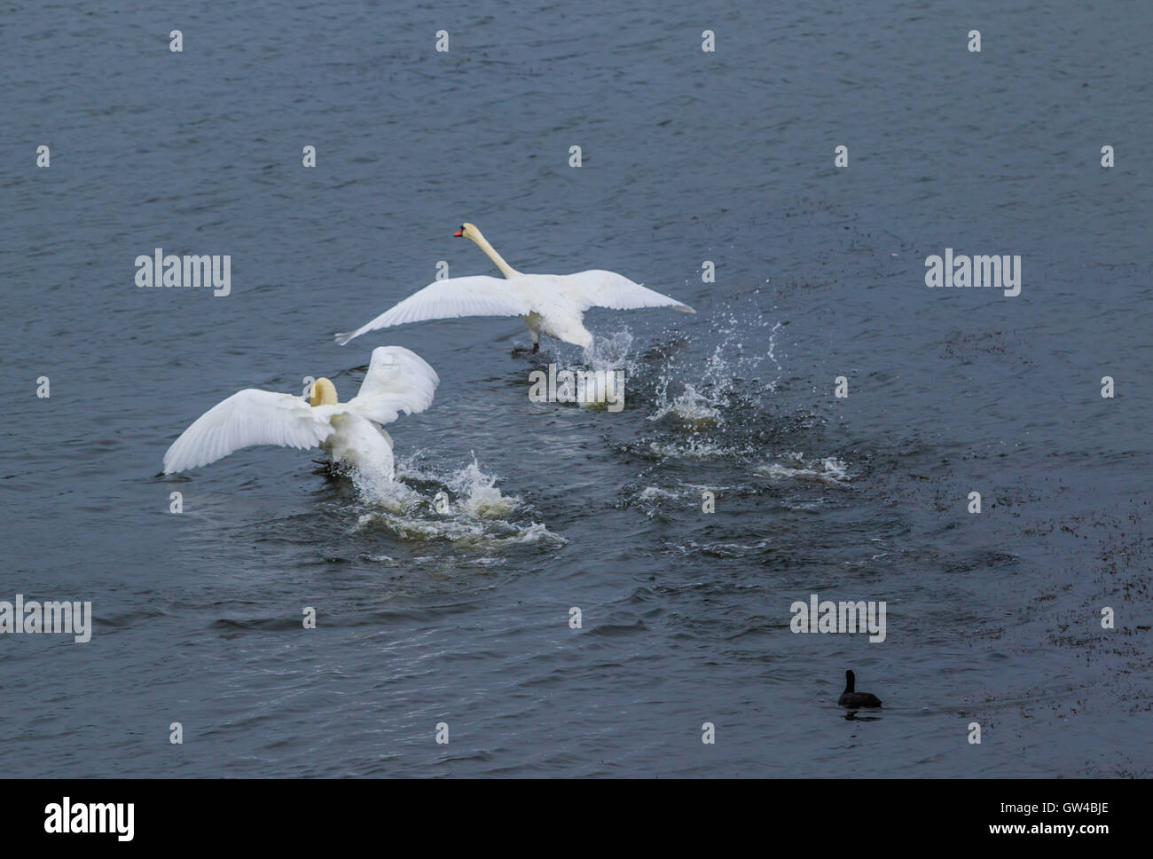 A pair of Swan in fight and than Landing on a Lake Stock Photo - Alamy