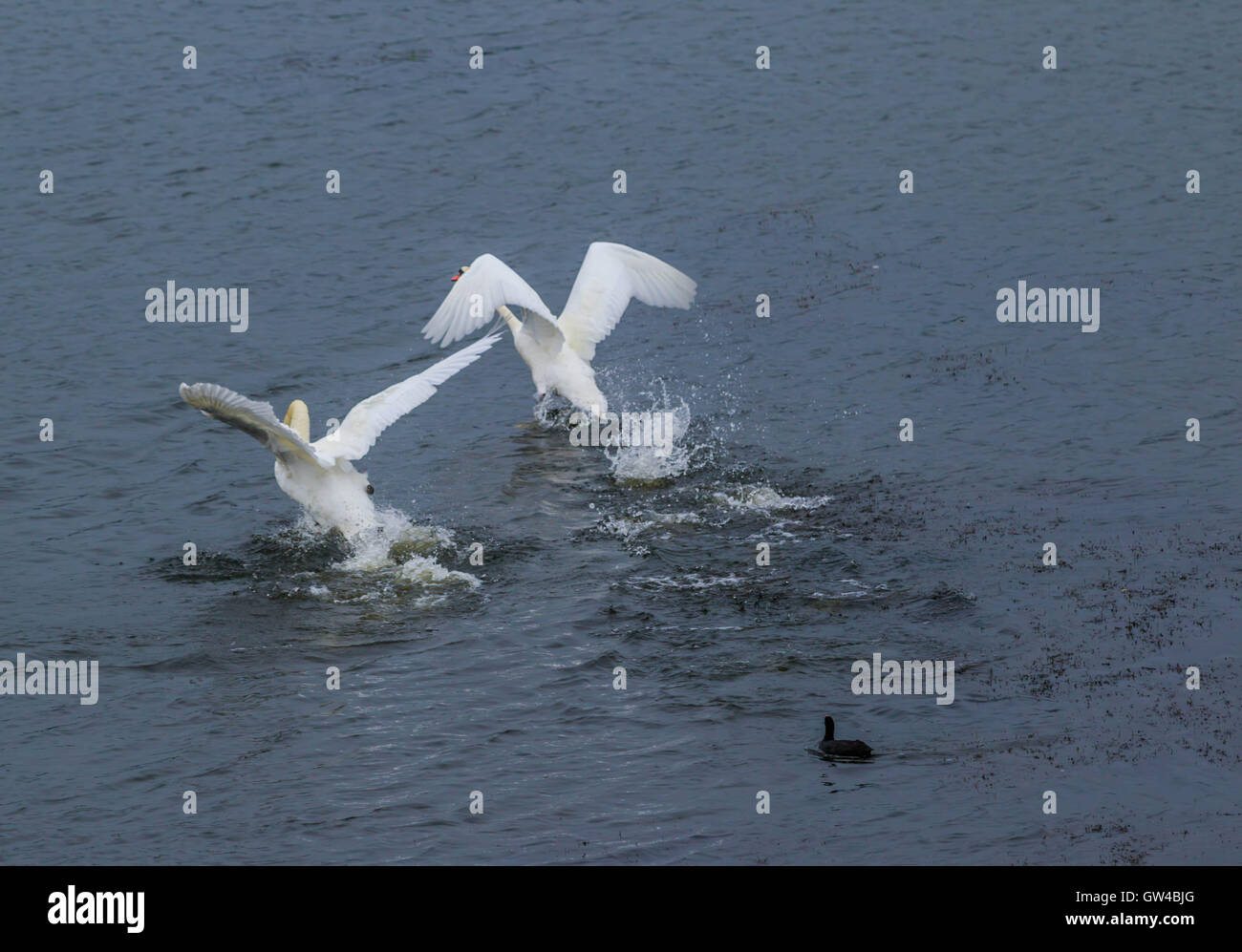 Pair of trumpeter swans in flight hi-res stock photography and images ...