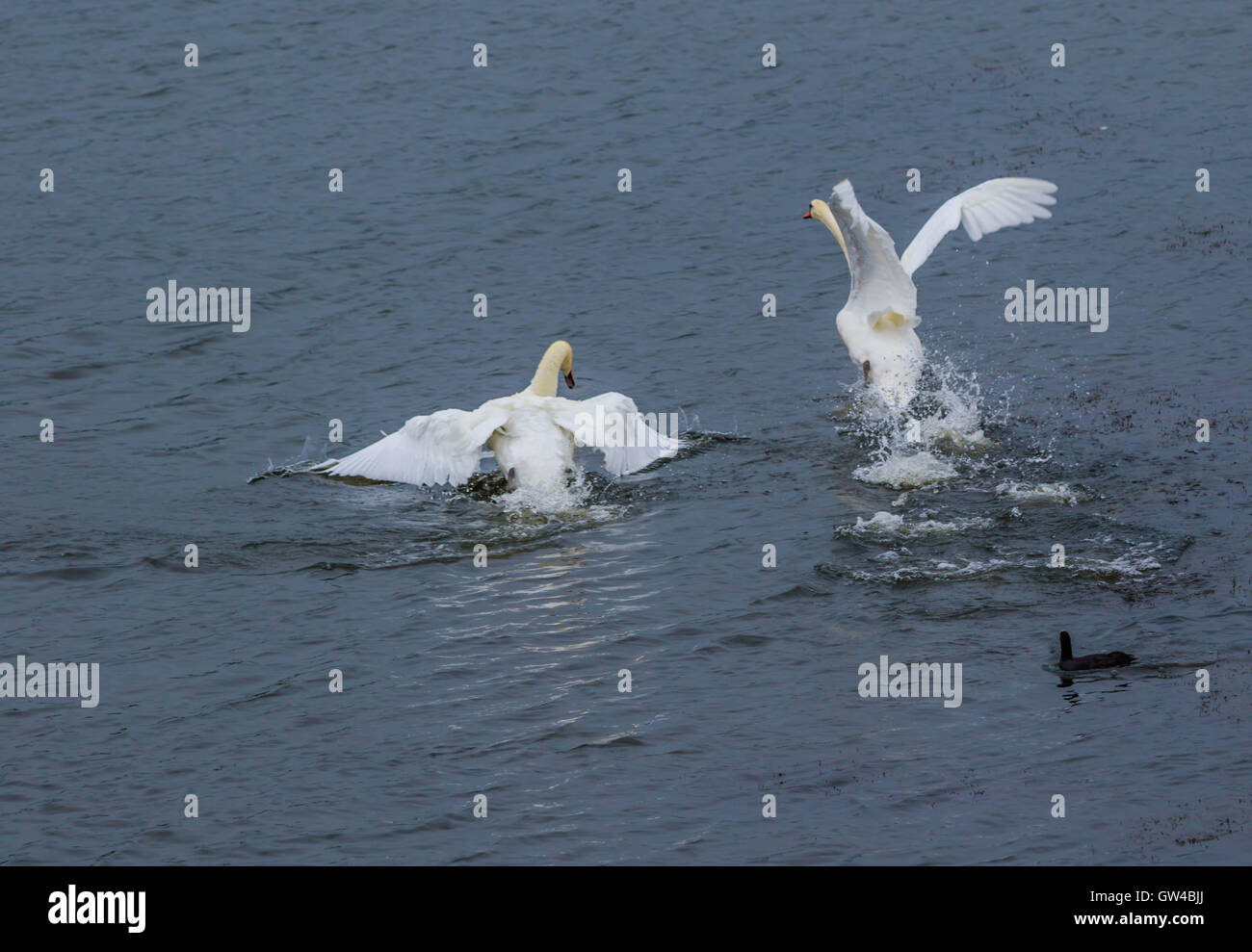 A pair of Swan in fight and than Landing on a Lake Stock Photo - Alamy