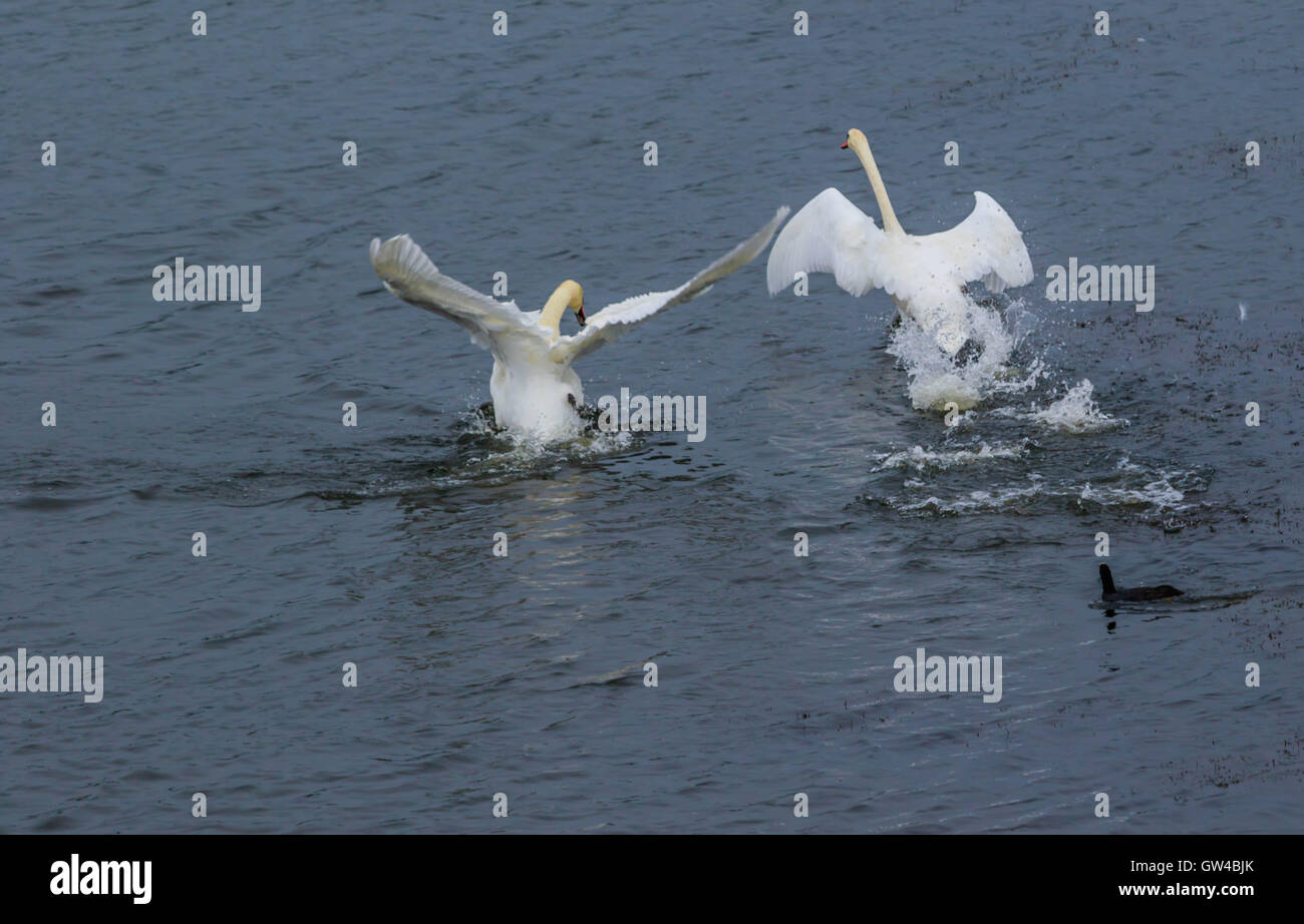A pair of Swan in fight and than Landing on a Lake Stock Photo - Alamy