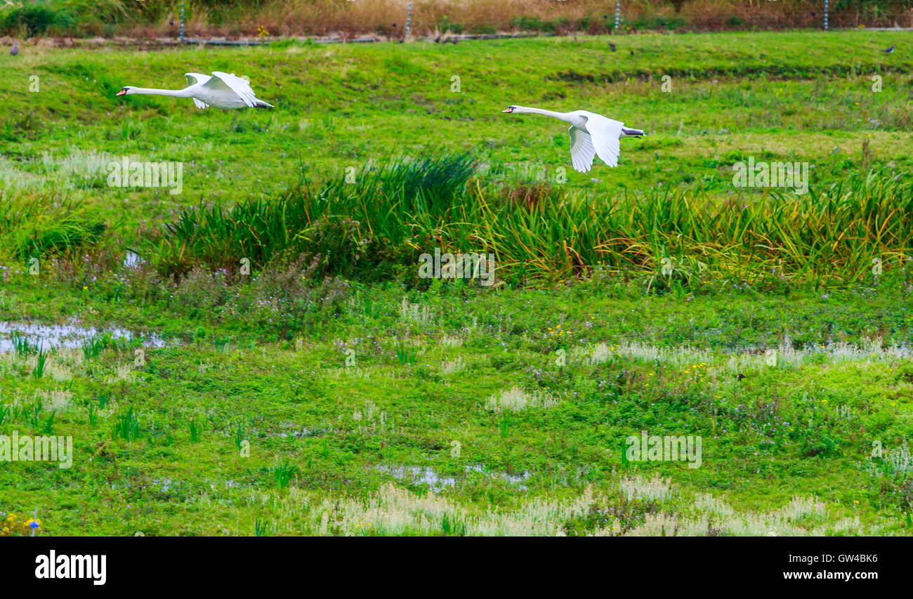 Trumpeter swan pair landing hi-res stock photography and images - Alamy