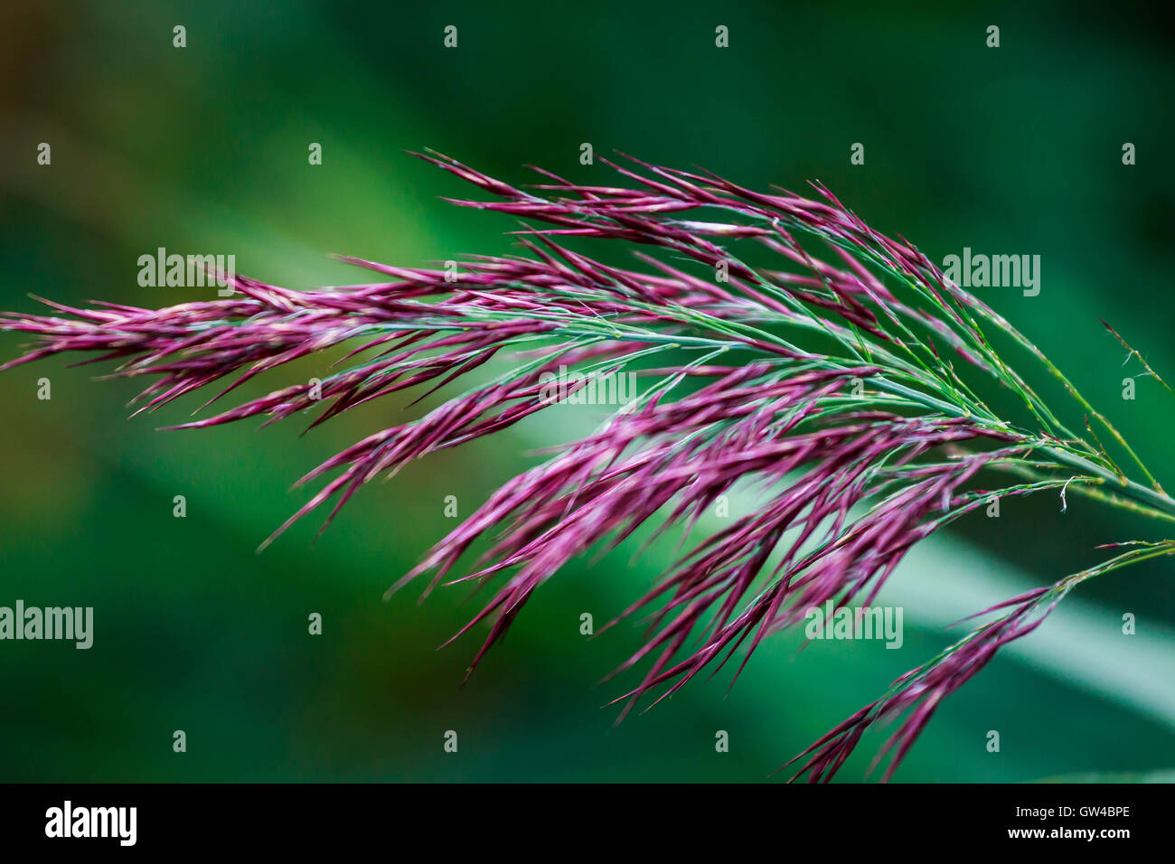 Beautiful Dry grass capture with their full beauty at Barnes London ...