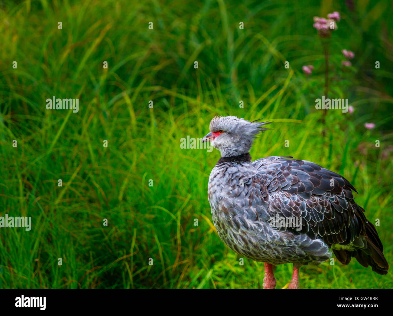 This beautiful Southern Scream at Barnes WWT London Stock Photo - Alamy