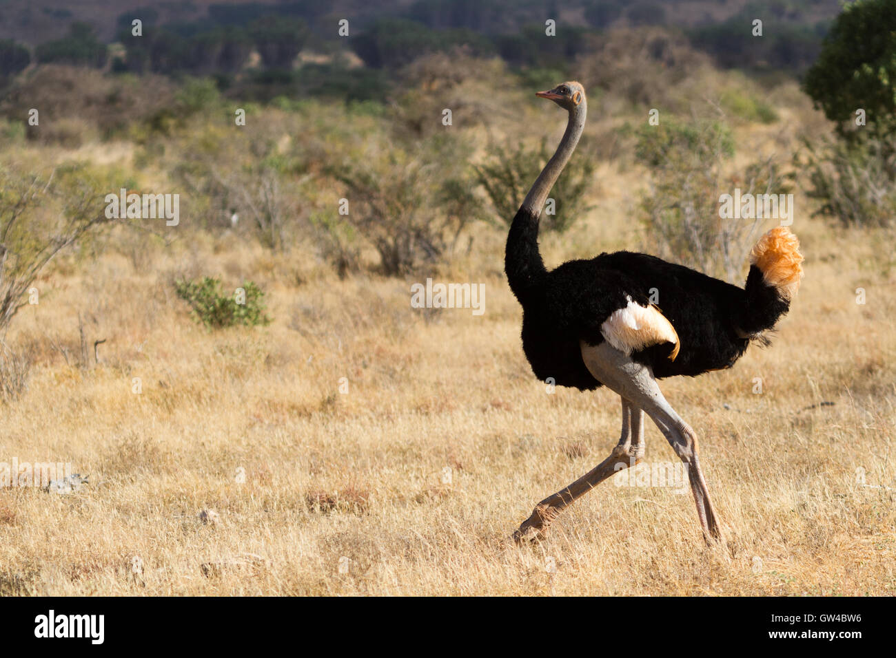 Ostrichs standing on the African savana Stock Photo - Alamy