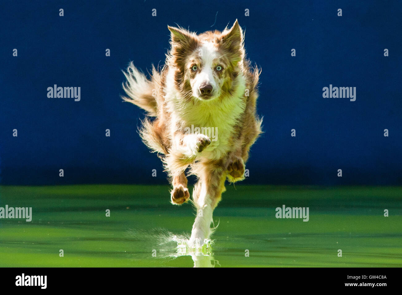 Kamnik, Slovenia. 10th Sep, 2016. A dog touches the surface of the ...