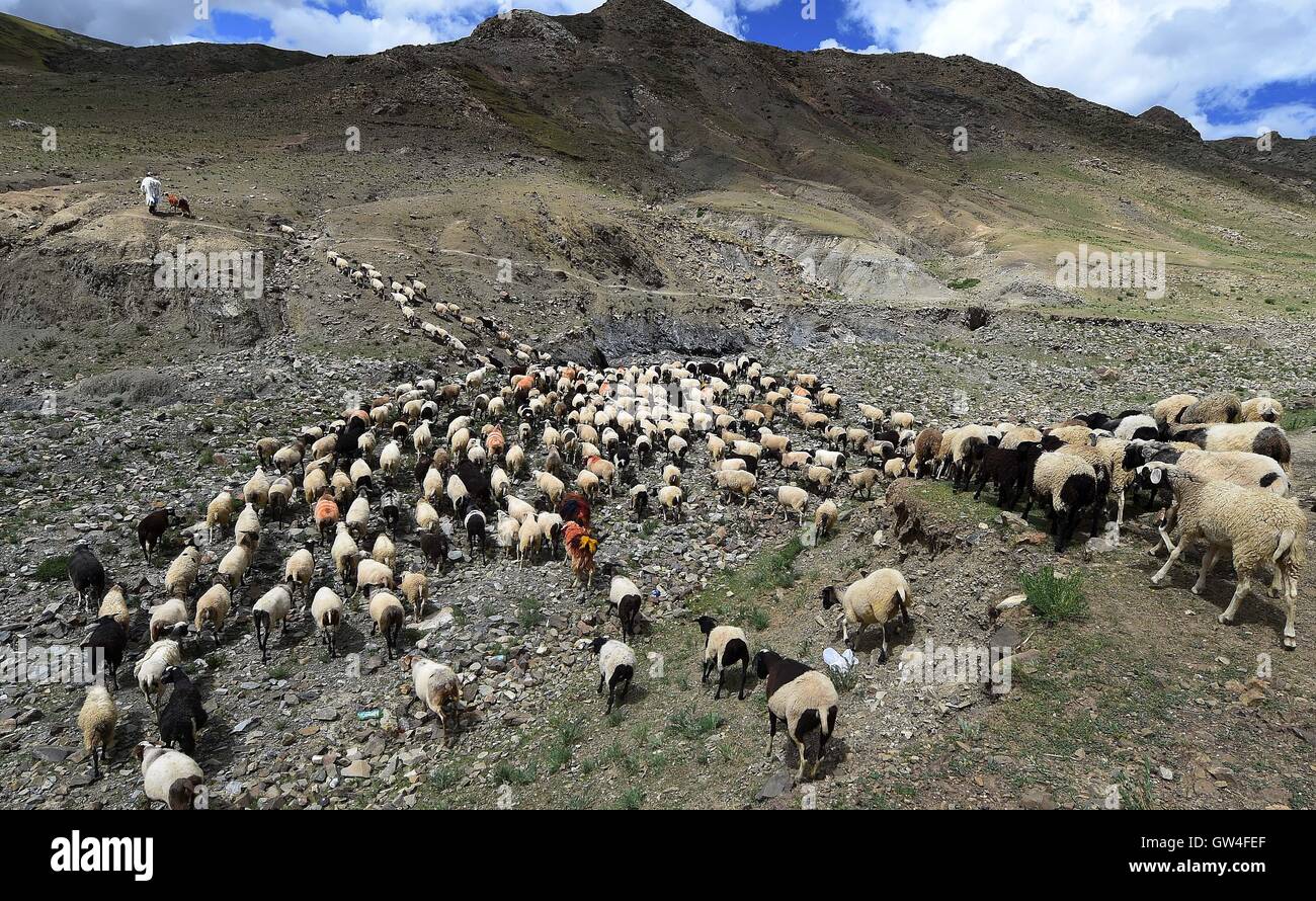 Xigaze, China's Tibet Autonomous Region. 8th Sep, 2016. A flock of ...