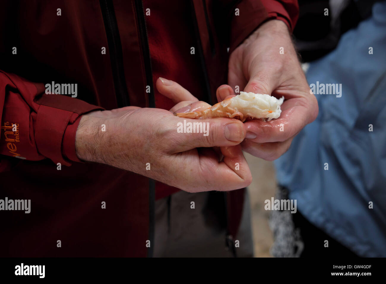 Prawn peeling competition at Mallaig Stock Photo - Alamy