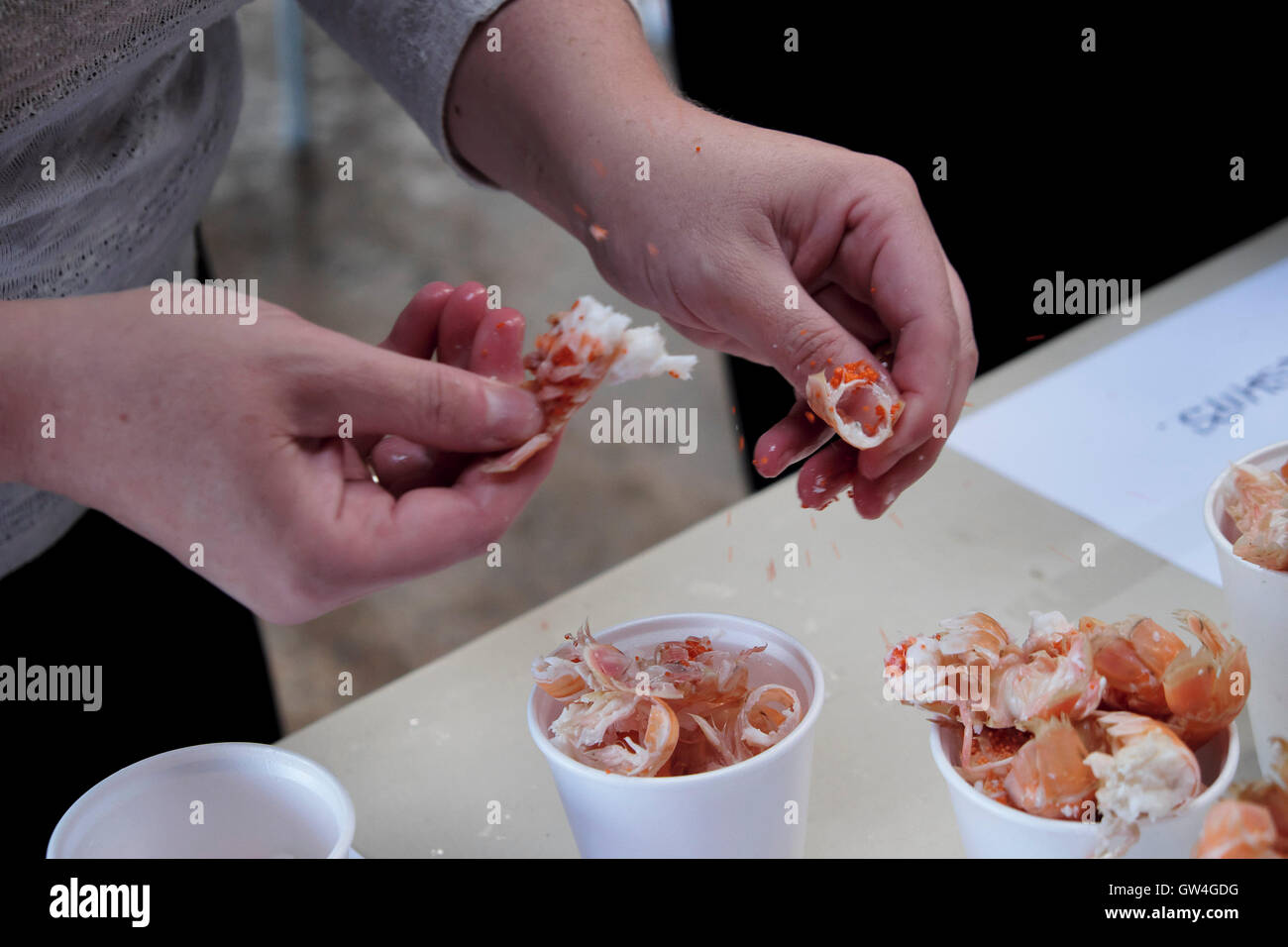 Prawn peeling competition at Mallaig Stock Photo - Alamy