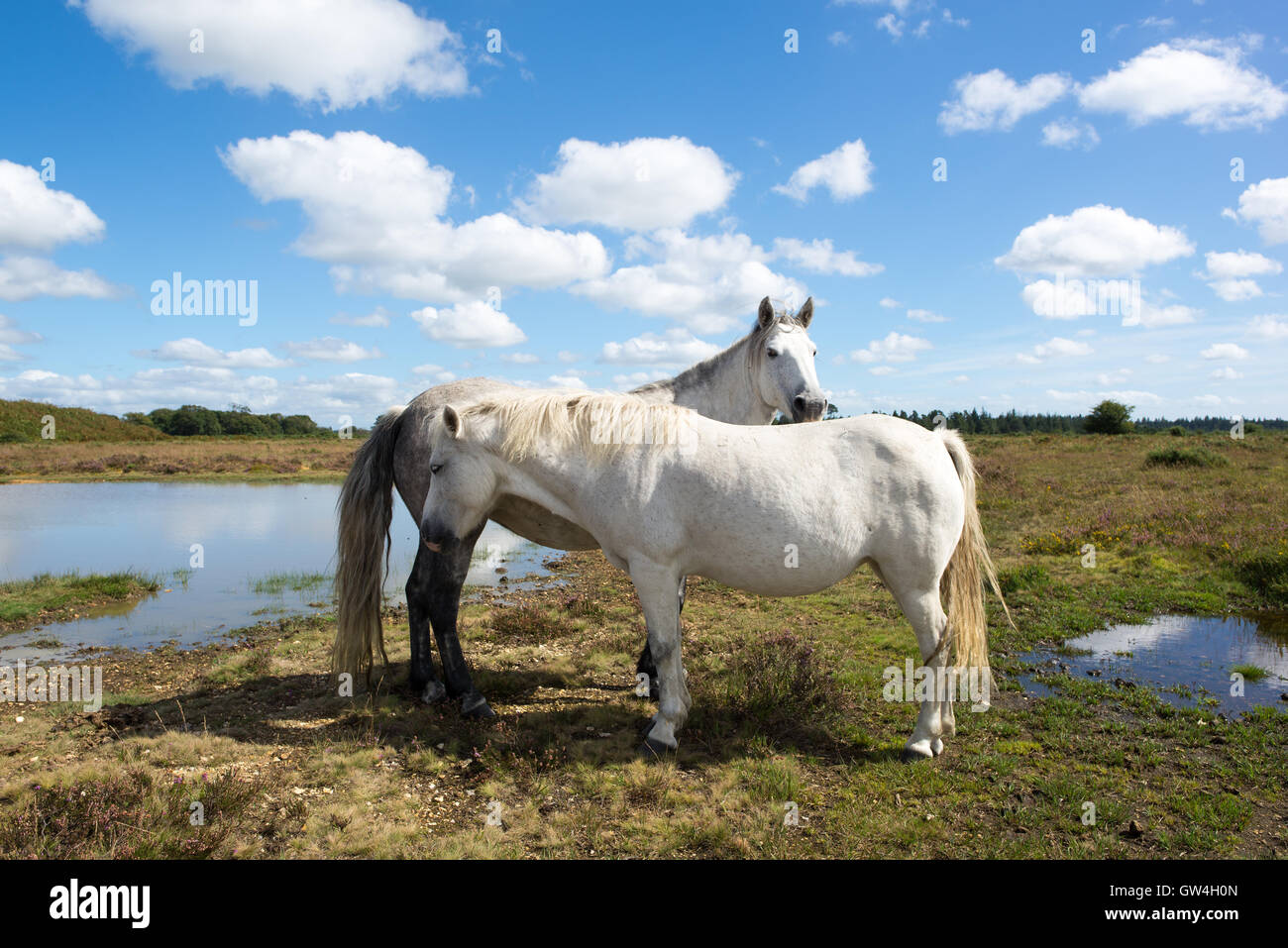Pony Tail High Resolution Stock Photography and Images - Alamy