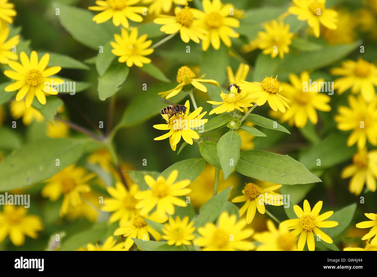 Godavari nepal hi-res stock photography and images - Alamy