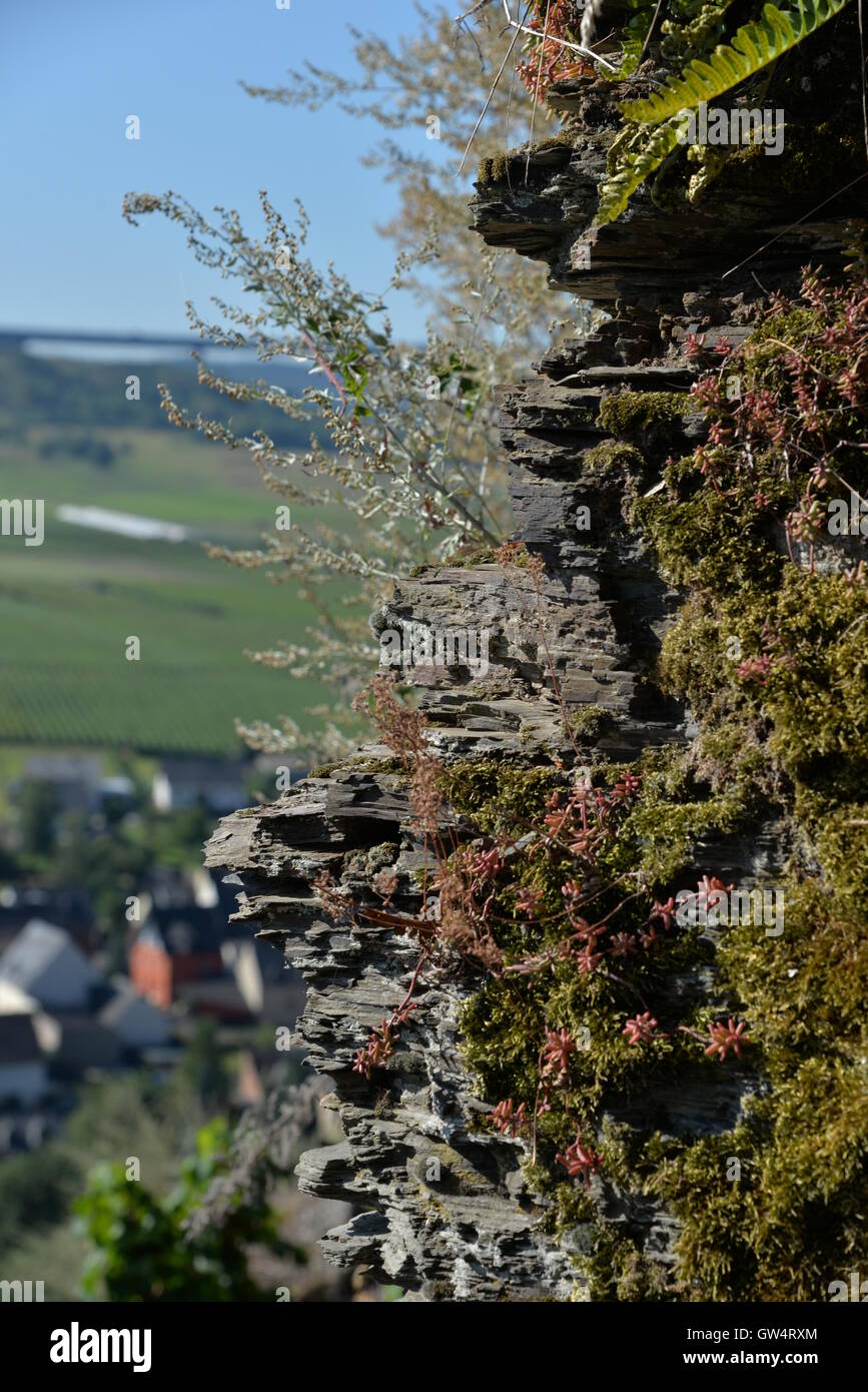 Erden, Germany. 8th Sep, 2016. Moss and red stonecrop growing on rocks ...