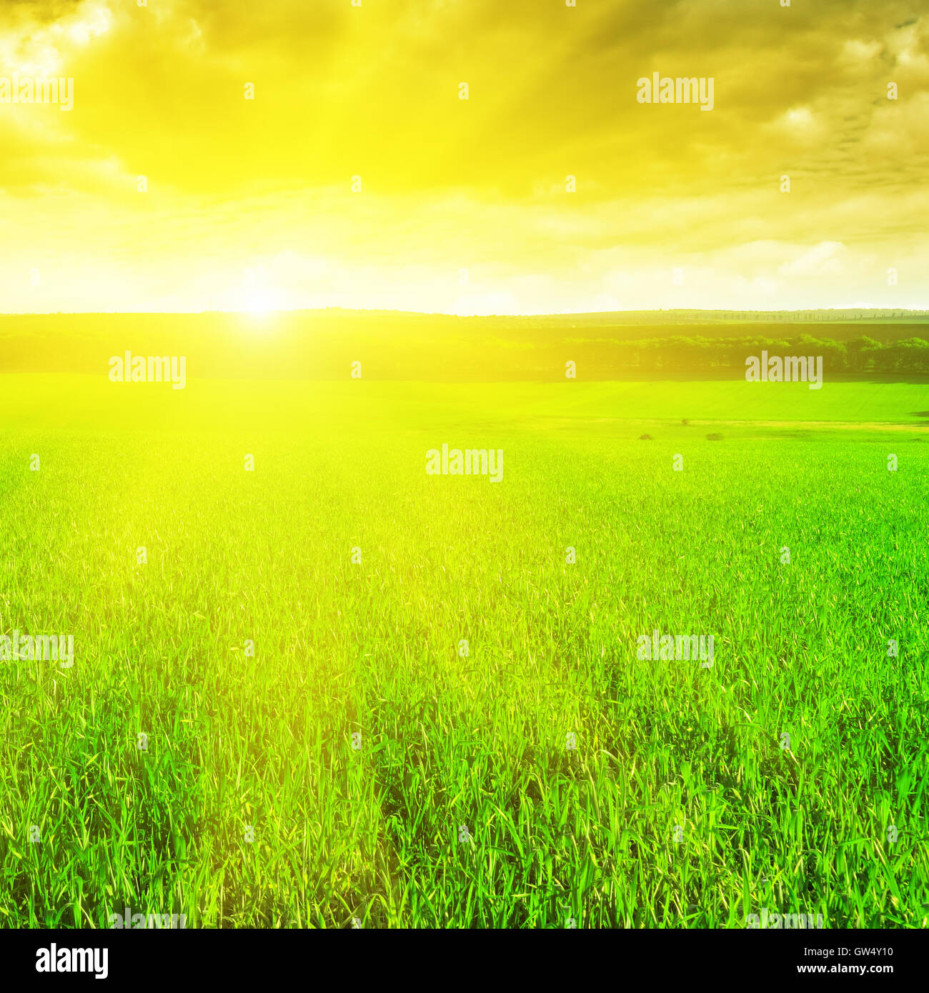 Sunrise over flower fields hi-res stock photography and images - Alamy