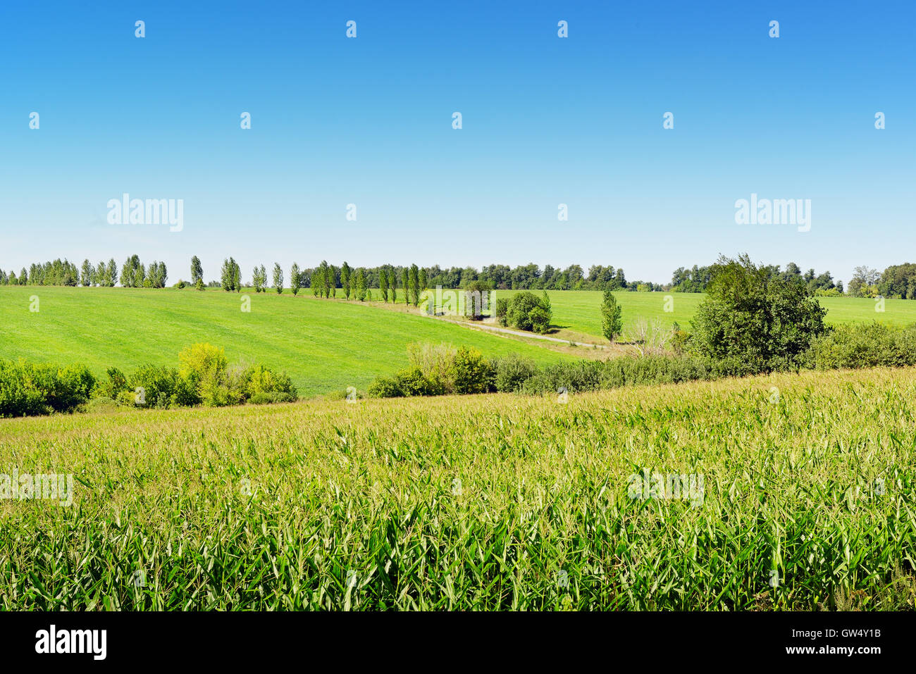 corn field and blue sky Stock Photo - Alamy