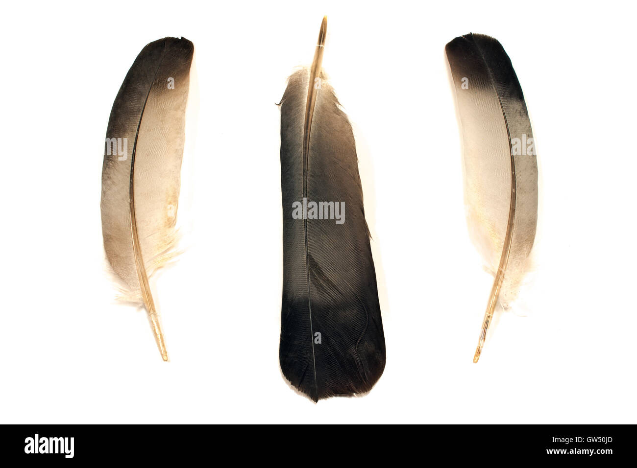 Three feathers isolated on white Stock Photo - Alamy