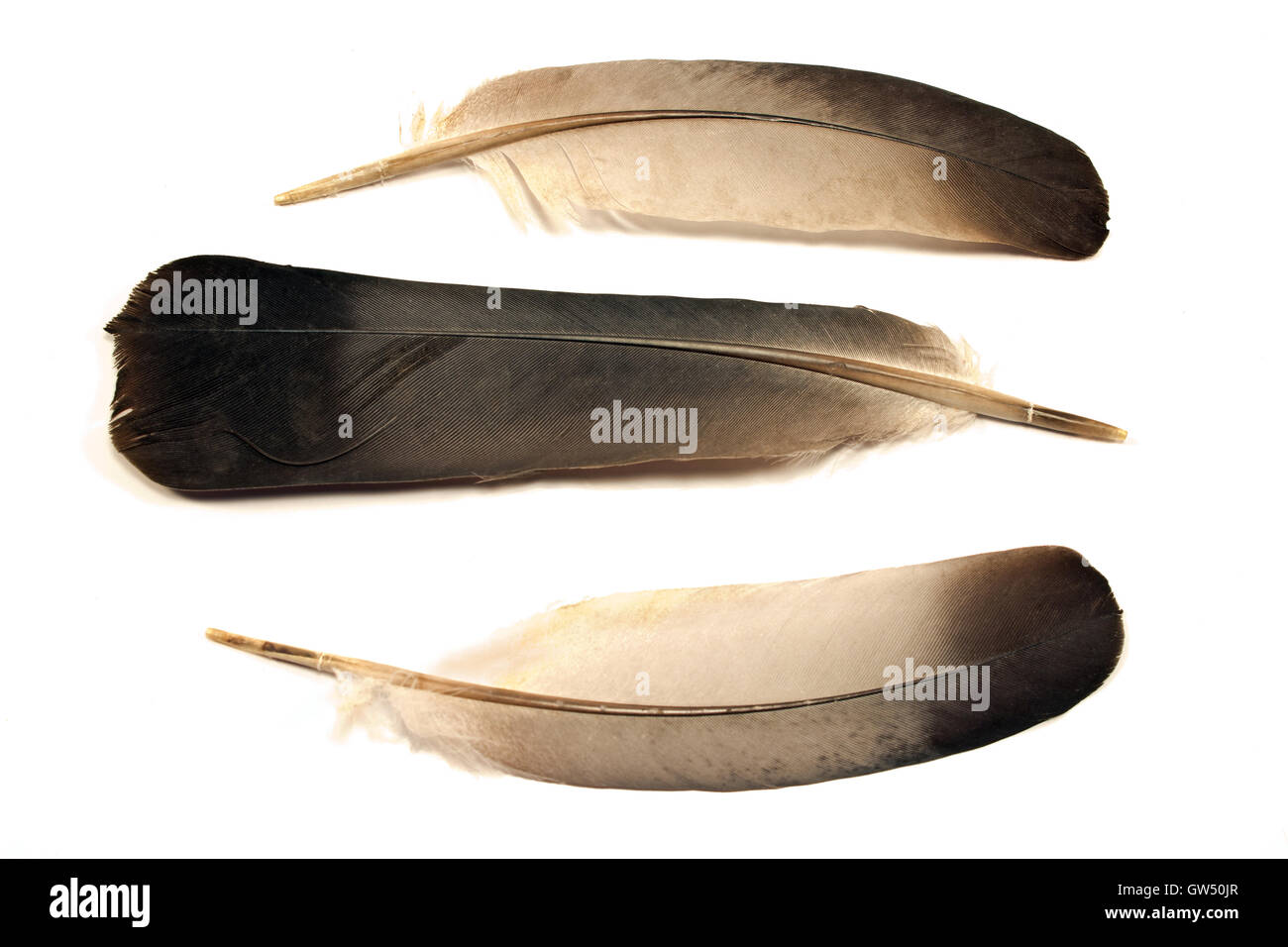 Three feather plume Cut Out Stock Images & Pictures - Alamy