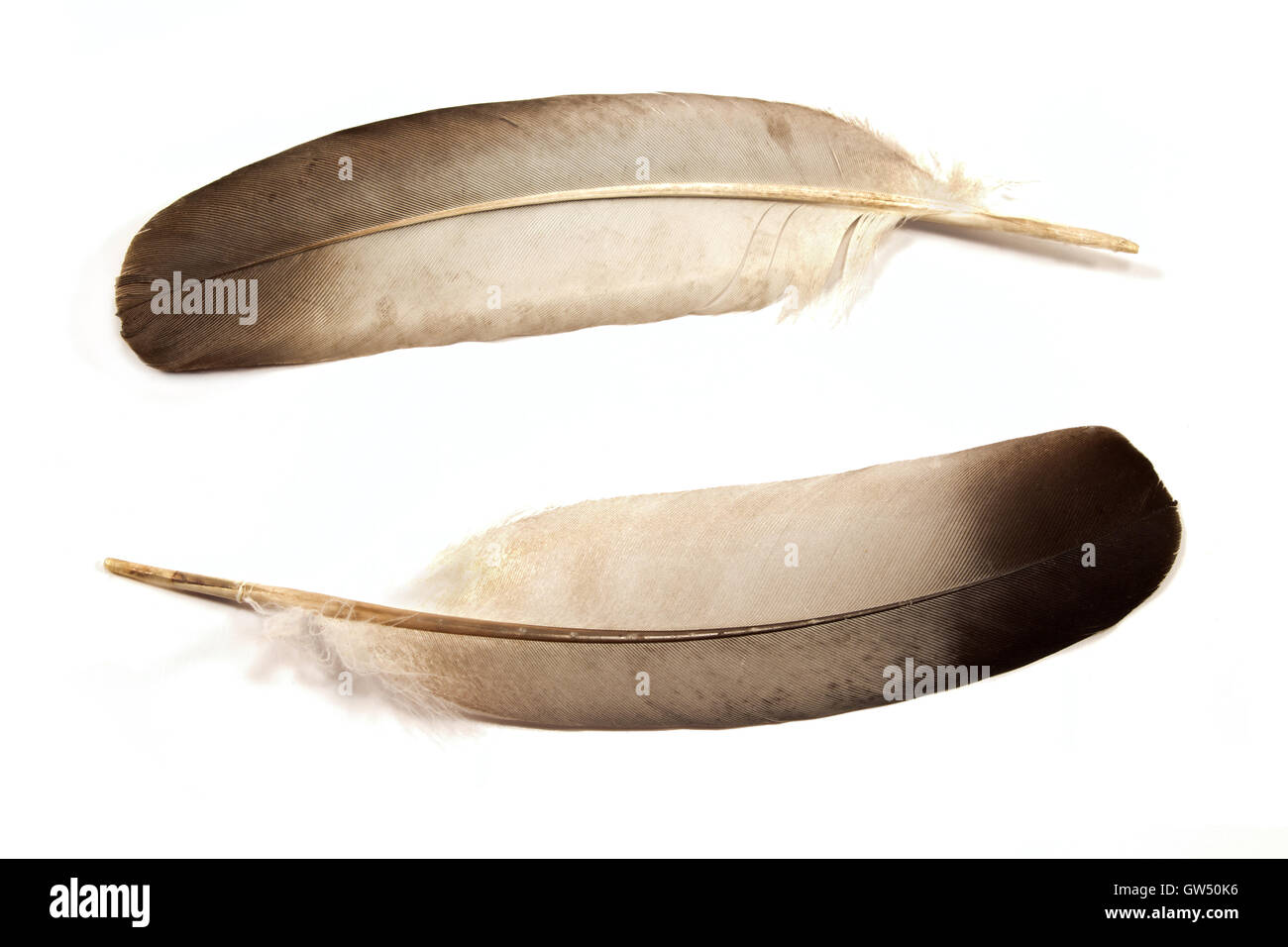 Two feathers isolated on white Stock Photo - Alamy