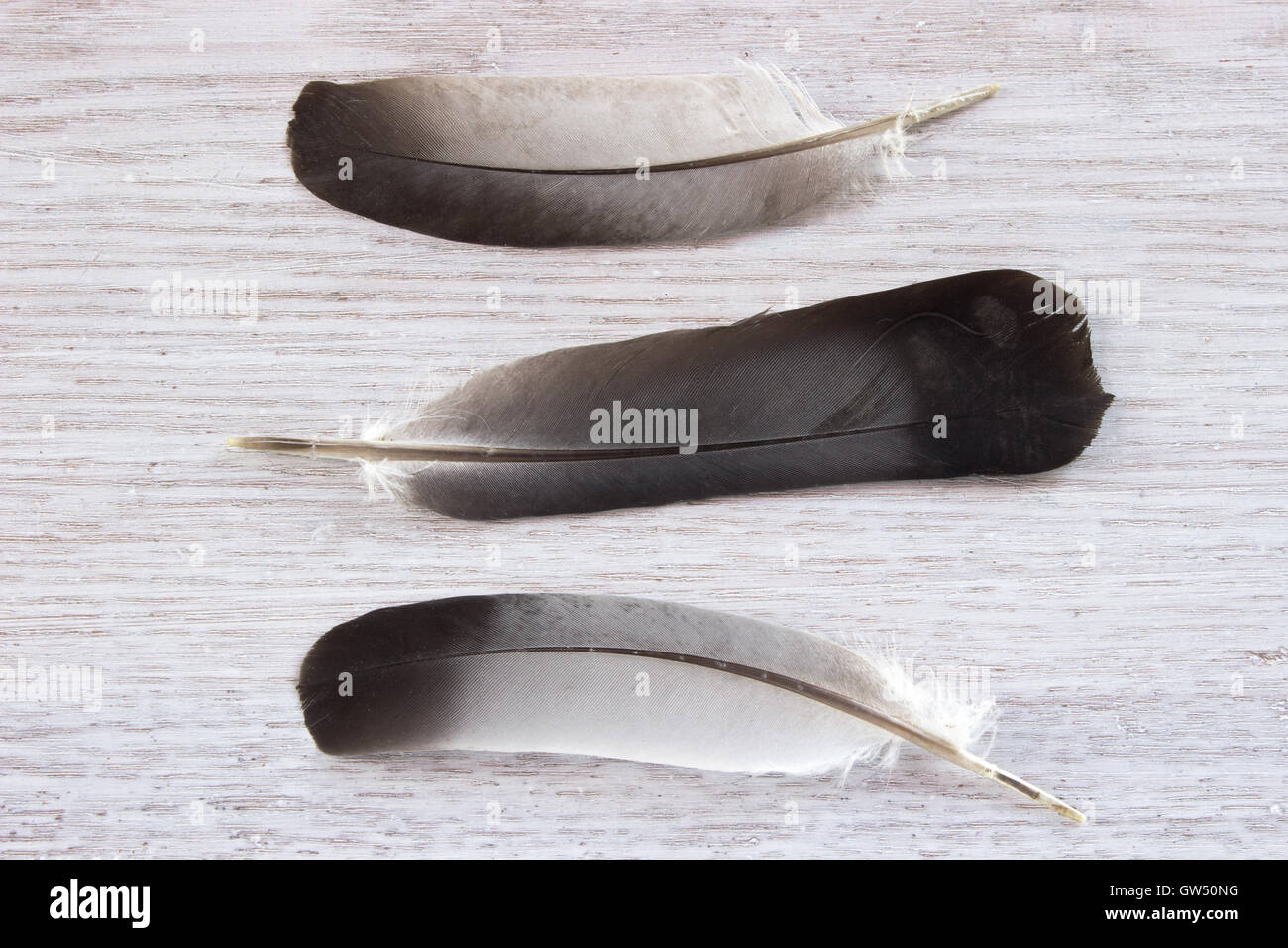 Three feathers on white wooden background Stock Photo - Alamy