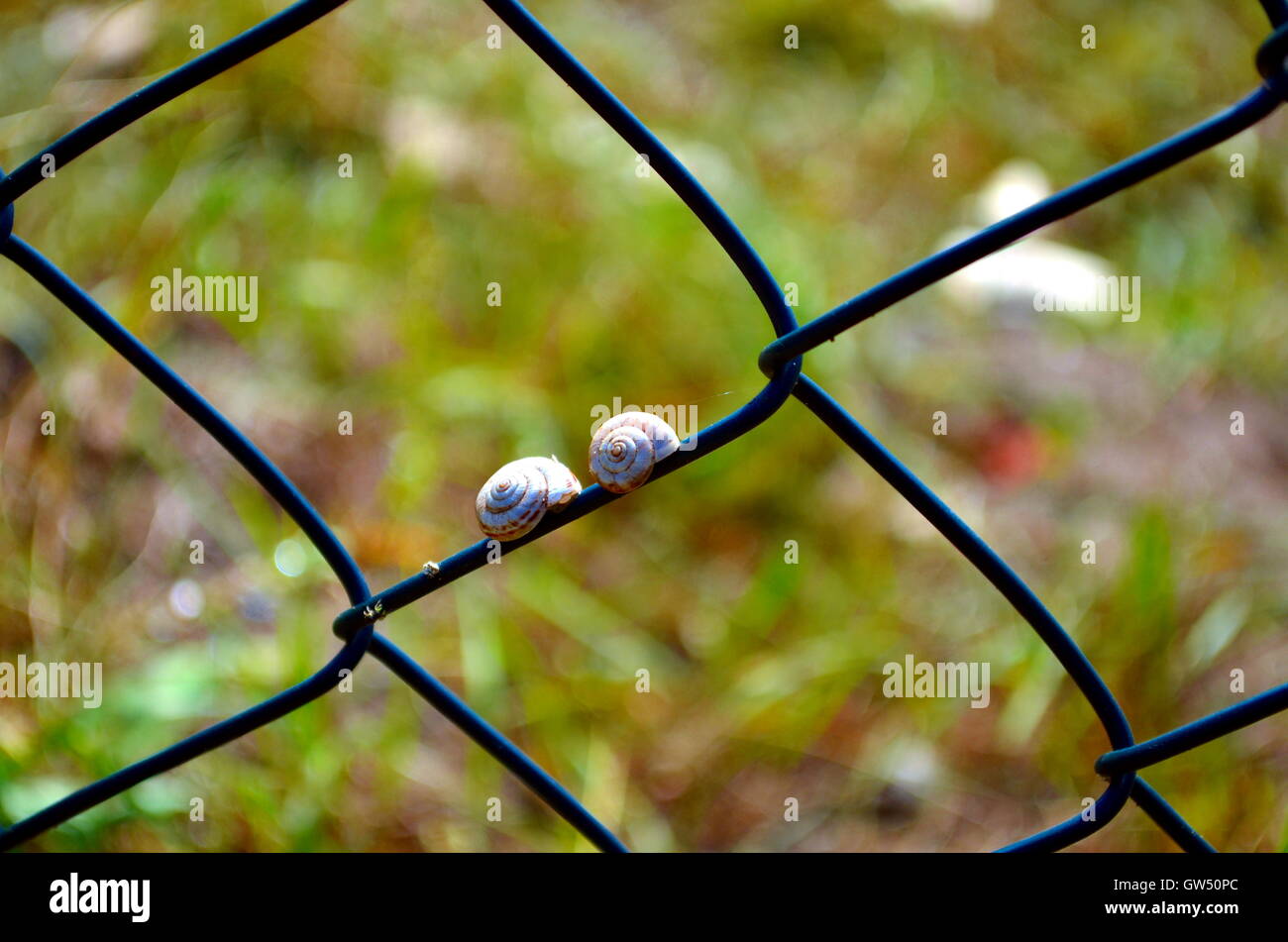 small white garden snails sitting on a mesh fence Stock Photo - Alamy