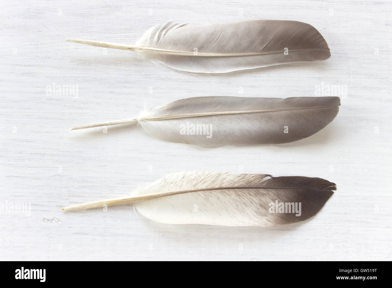 Three feathers on white wooden background Stock Photo - Alamy